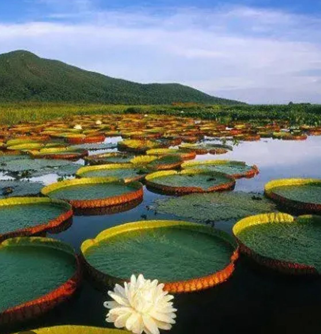 El Amazonas: Un paraíso por descubrir a través del turismo sostenible